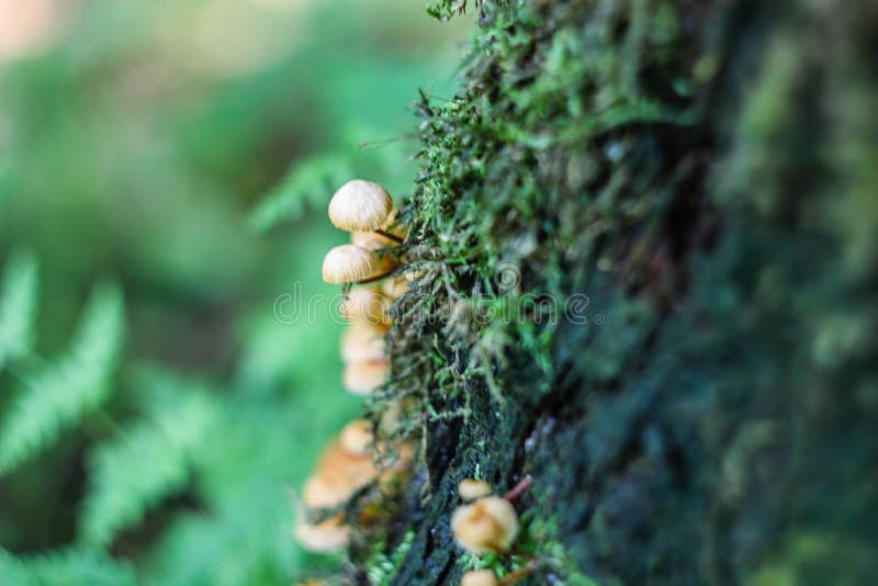 Young toadstool stock photo. Image of tree, stump, nsummer - 75019336