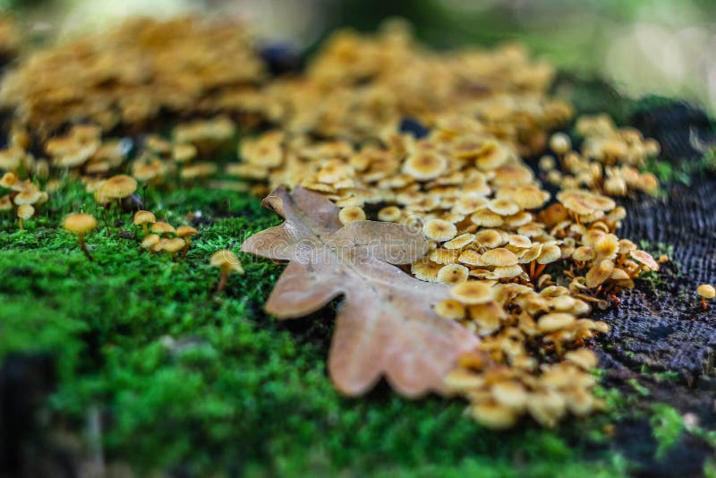 Young toadstool stock photo. Image of sprouting, mushroom - 1263984