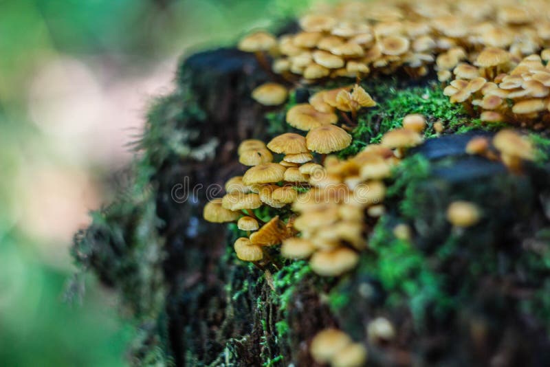 Young toadstool stock photo. Image of sprouting, mushroom - 1263984
