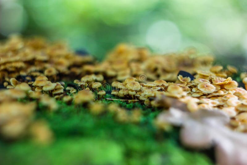 Young toadstool stock image. Image of health, toadstools - 75019417