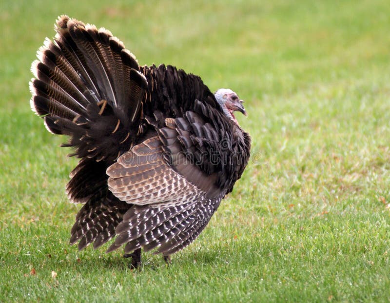 Young Tom Turkey stock image. Image of nature, wild, bird - 6838241