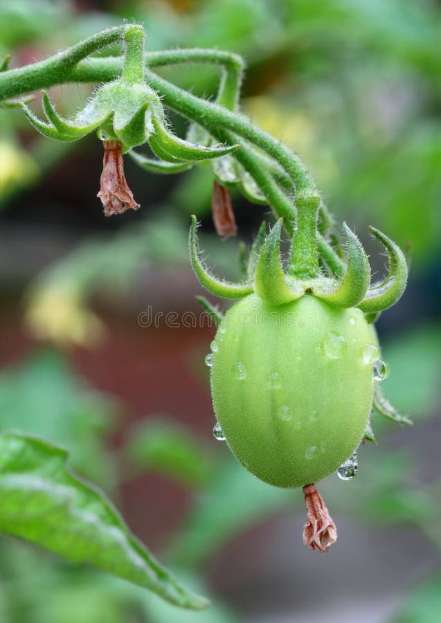 Young tomato stock photo. Image of harvest, farmland - 28978688