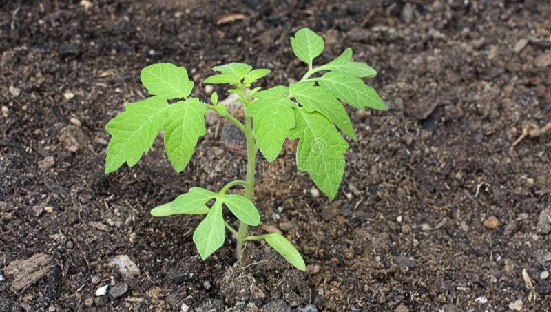 Young Tomato Plant Growing in the Garden Stock Image - Image of pottin ...
