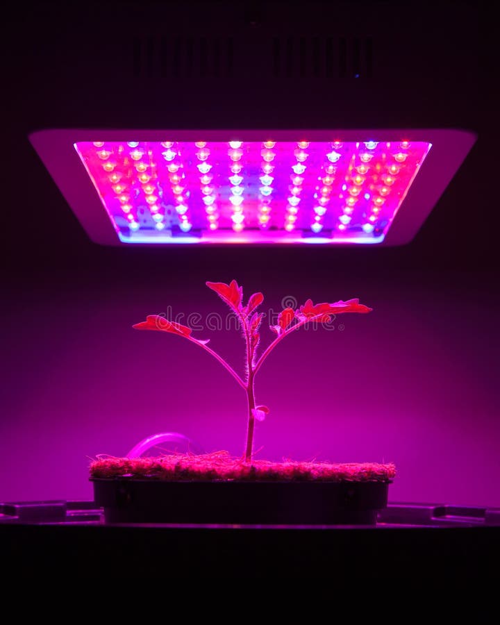 Greenhouse Plant Row Grow with Led Light Indoor Farm Agriculture Stock ...
