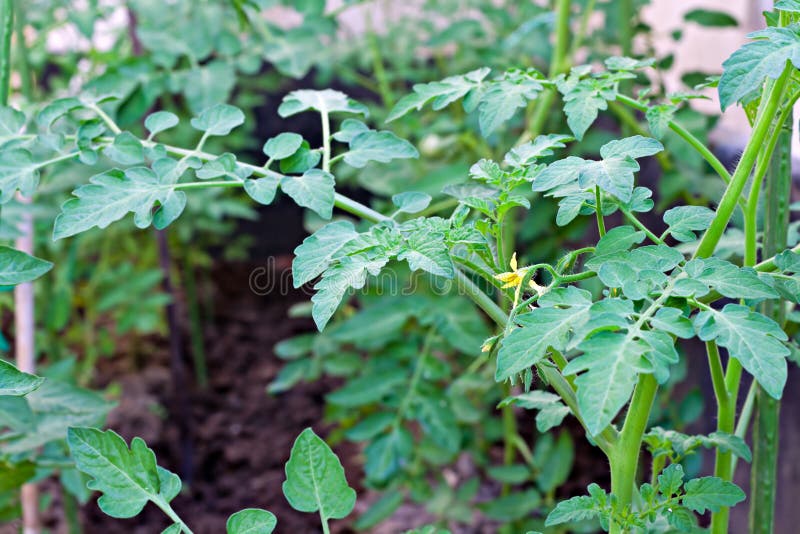 Young tomato plants stock photo. Image of gardening, agriculture - 32234606