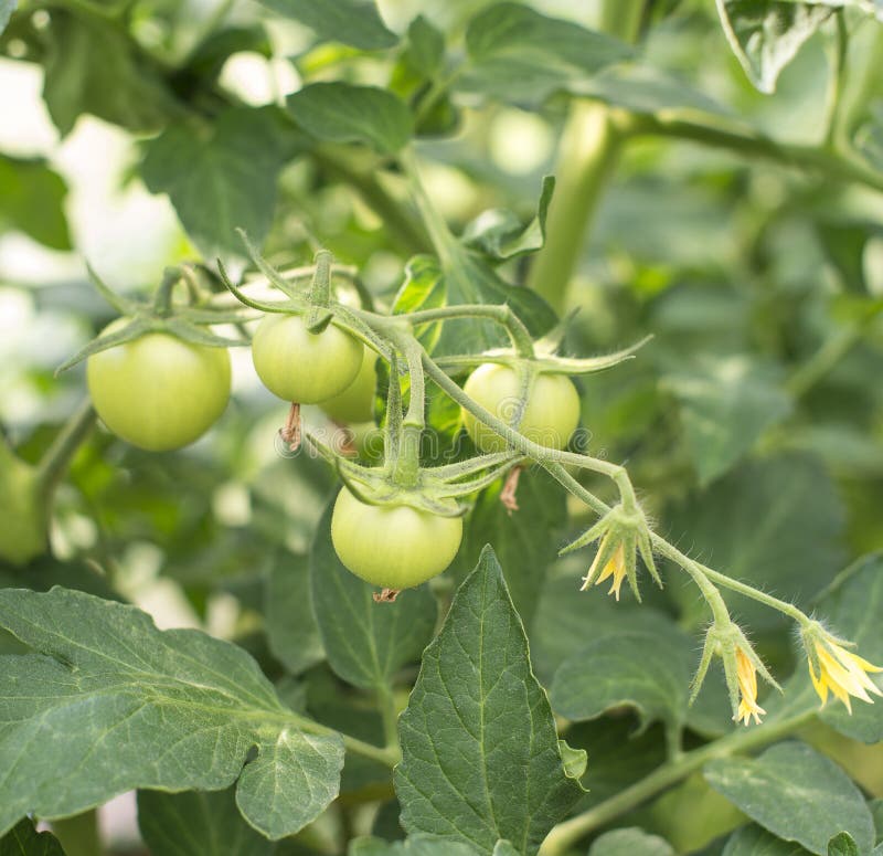Young tomato plants stock image. Image of ecological - 189711591