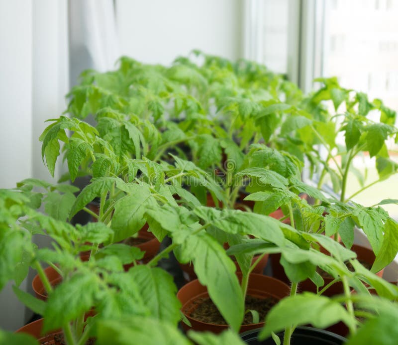 Young tomato plants. stock photo. Image of garden, nature - 120903120