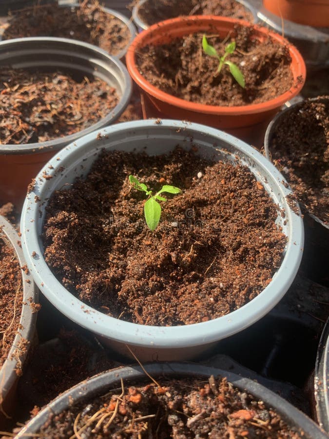 Young tomato plants stock photo. Image of health, grow - 214245018