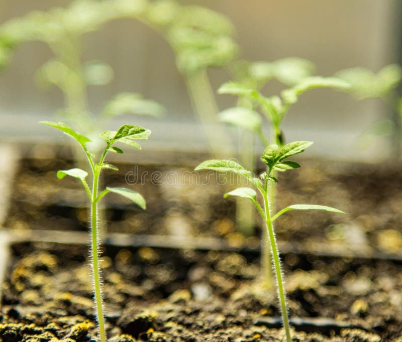 Young Tomato Sprout for Seedlings Stock Image - Image of young, food ...