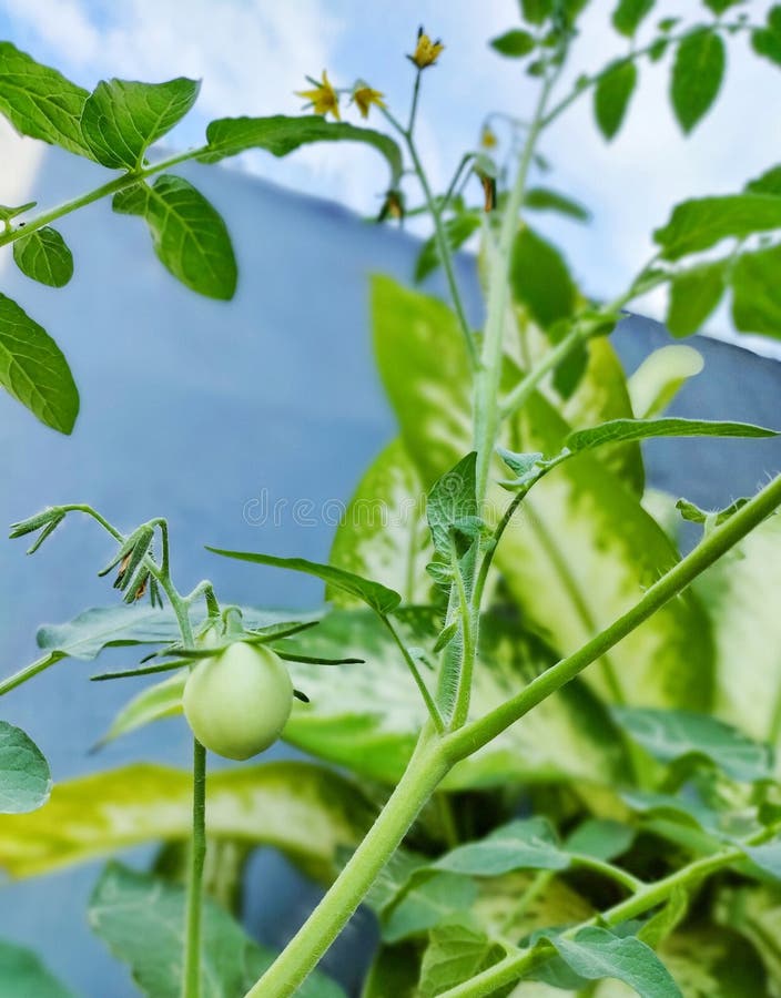 Young Tomatoes Plantation Furrows. Panoramic Shot Stock Photo - Image ...