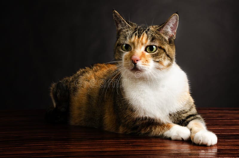 Young Torbie Kitten Cat Posing Stock Image - Image of hair, curious ...
