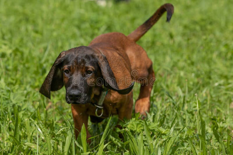 Young Tracker Dog Puppy Walks Throug High Grass Stock Photo - Image of ...