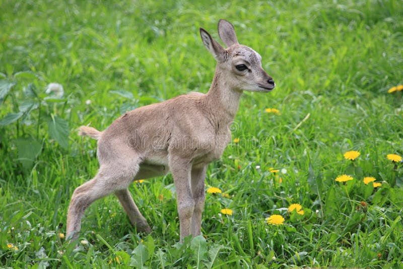 126 Urial Stock Photos - Free & Royalty-Free Stock Photos from Dreamstime