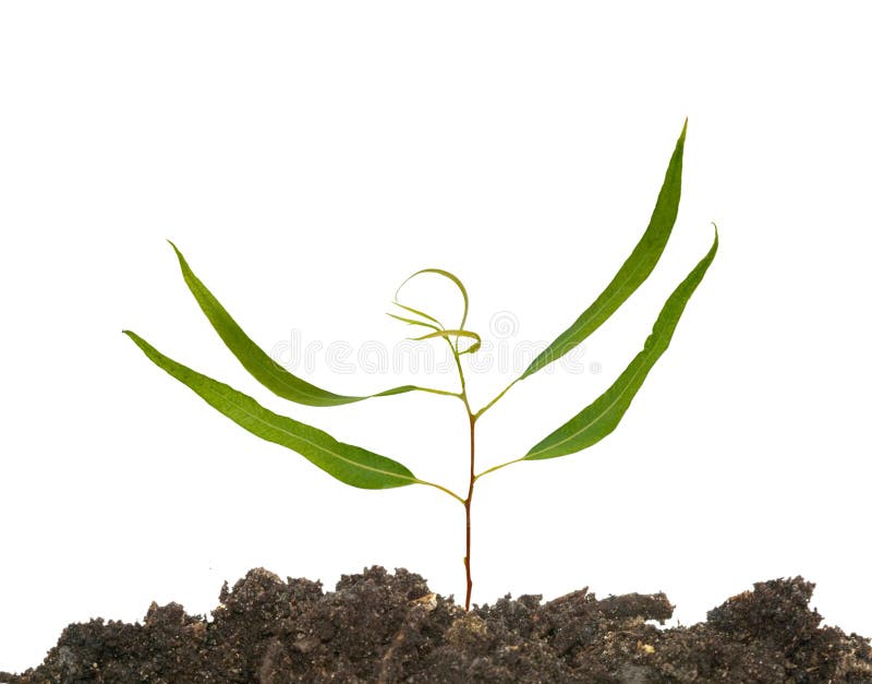 Young tree stock image. Image of growth, origin, nature - 9128891