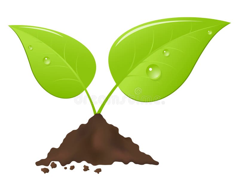 Young tree stock vector. Illustration of symbol, isolated - 16014399