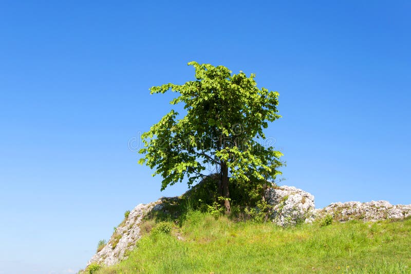 Young tree stock photo. Image of grass, meadow, tree - 26814612
