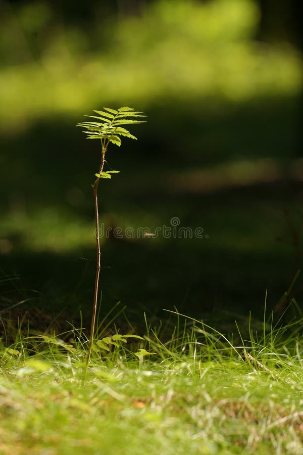 Young Tree stock image. Image of young, juvenile, fresh - 5340989