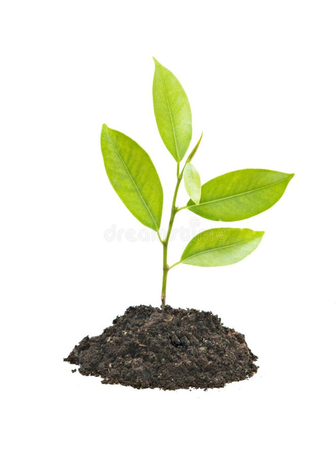 Emergent Tree in Tropical Rainforest Stock Image - Image of trunk ...