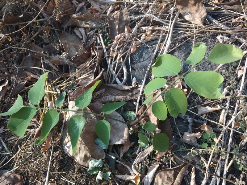 Young tree acacia stock photo. Image of tree, nature - 131320552