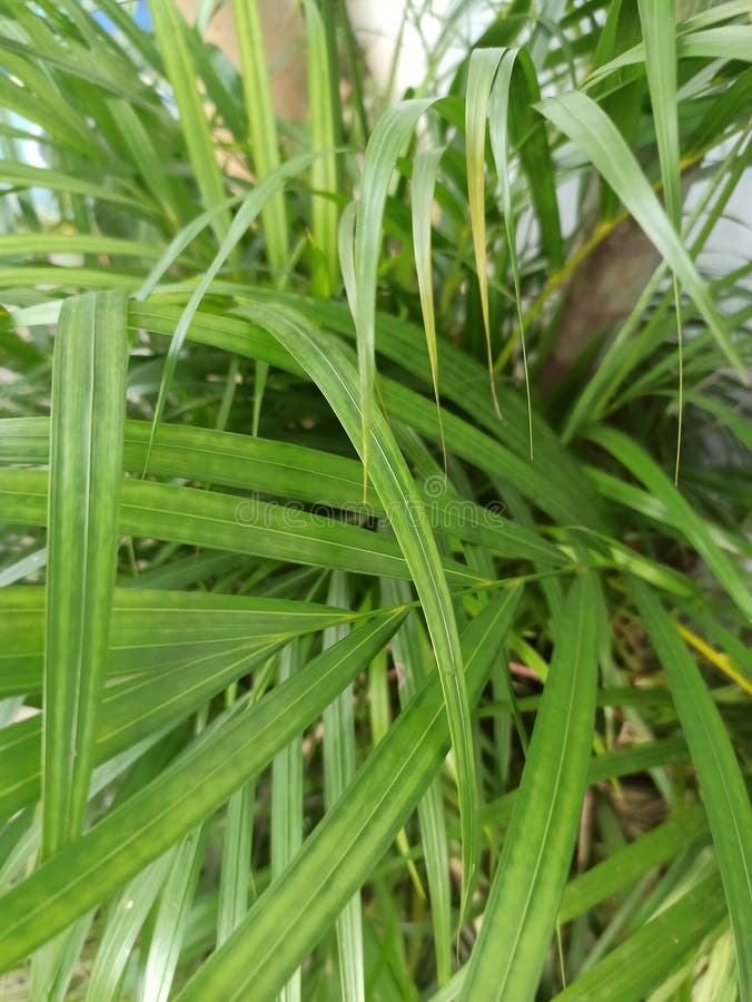 Young Tree of Areca Catechu Was Growing Stock Photo - Image of growing ...