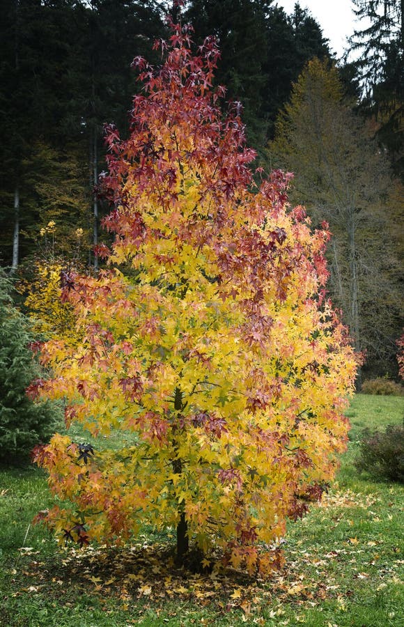 Young tree in autumn stock photo. Image of leaves, blue - 79586586