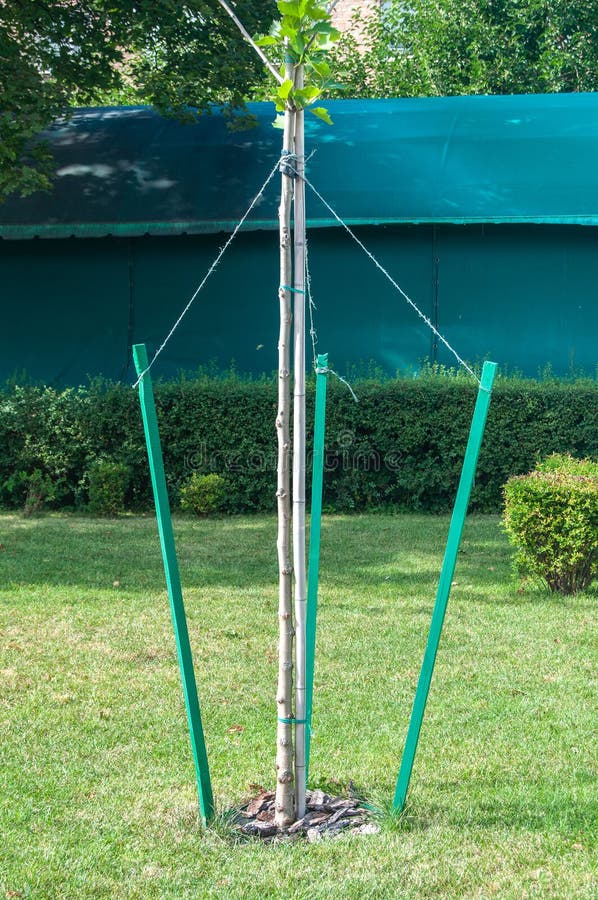 Permanent Tree Trunk Stock Photos - Free & Royalty-Free Stock Photos ...