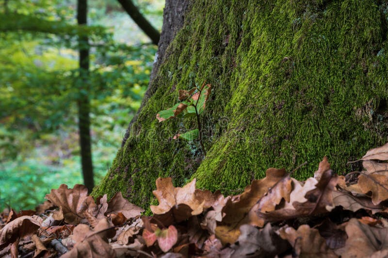 Young Tree at Base of Big Tree Close Up Stock Photo - Image of forest ...