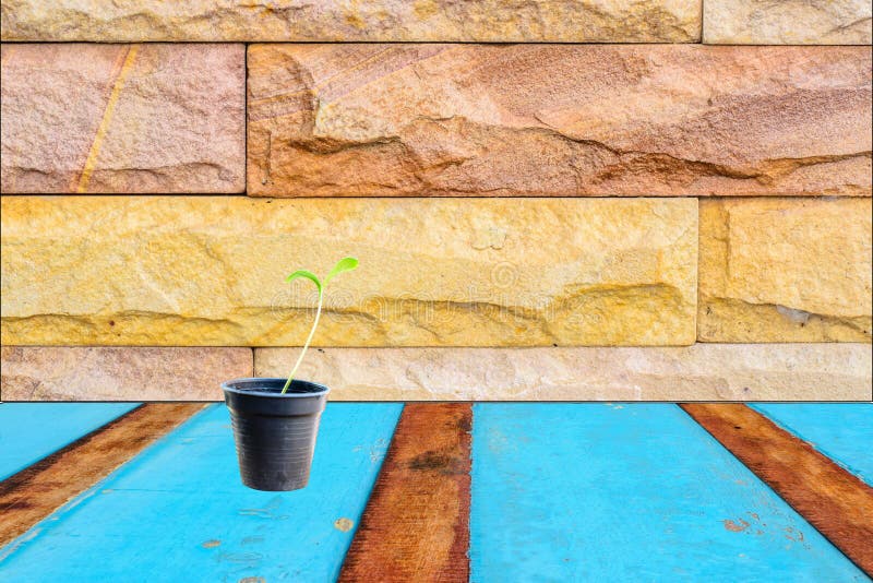 Young Tree on Blue Wood with Blue Sky Stock Photo - Image of life ...