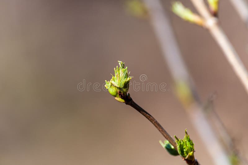 Young Tree Branch with Green Buds. Stock Image - Image of closeup ...