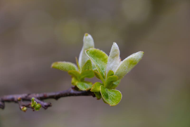 A Young Tree Branch with a Green Leaf. the Awakening of Nature, the ...