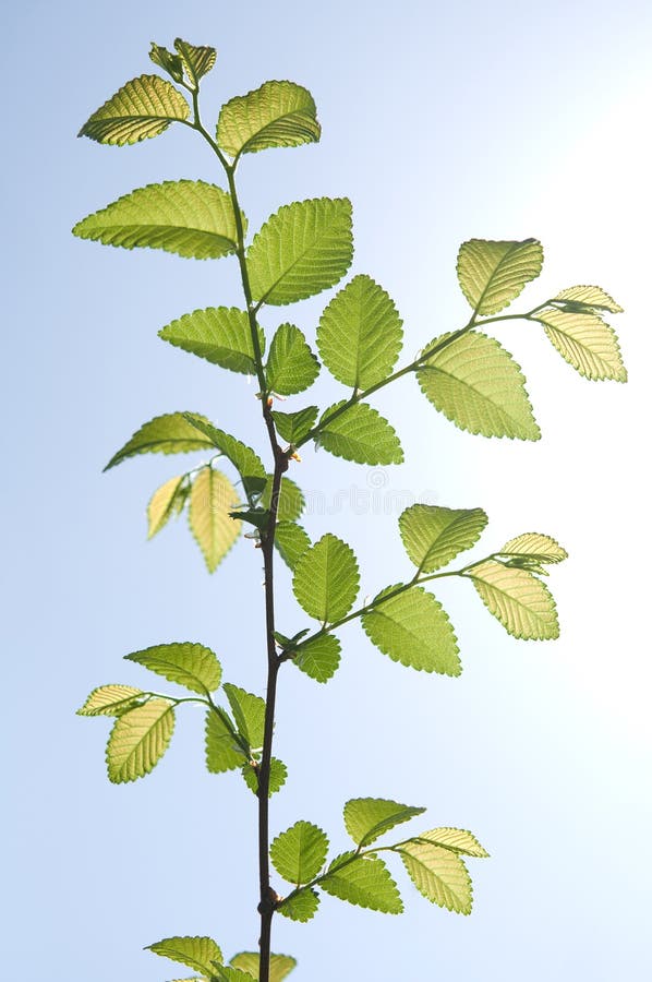 Young tree branch stock photo. Image of ecology, design - 32931124