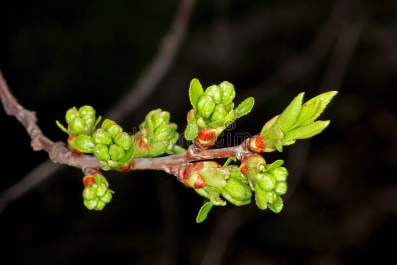 Young Tree Branch in Spring Stock Image - Image of beginnings, colors ...