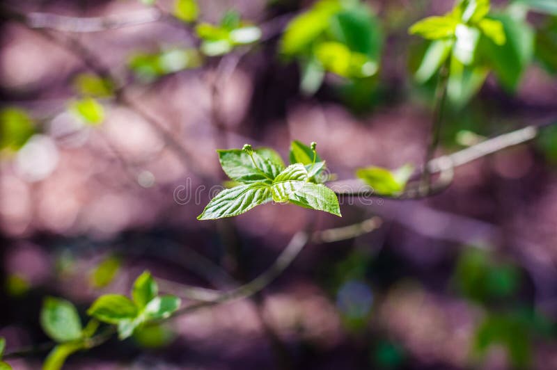 Young Tree Branch Sprout with Growing Leaves in Spring Forest Stock ...