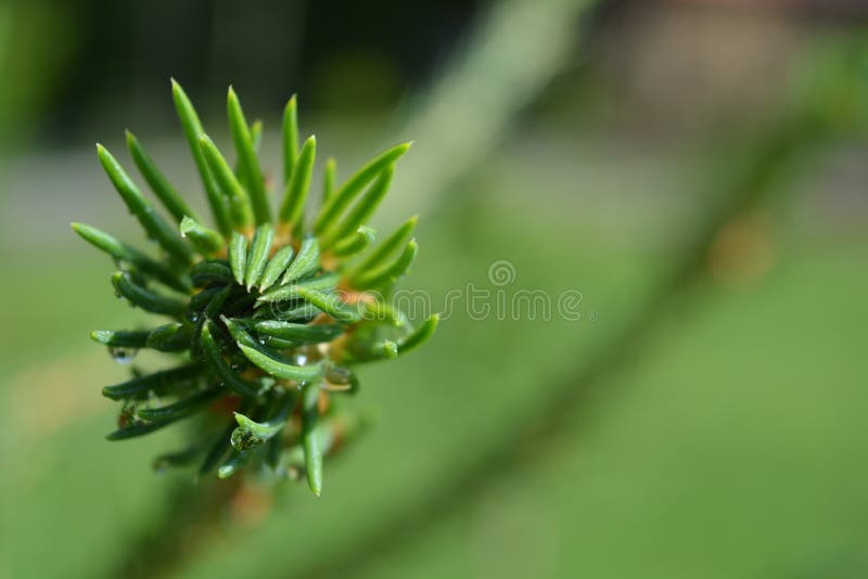 Young tree branch stock image. Image of green, nature - 80068741