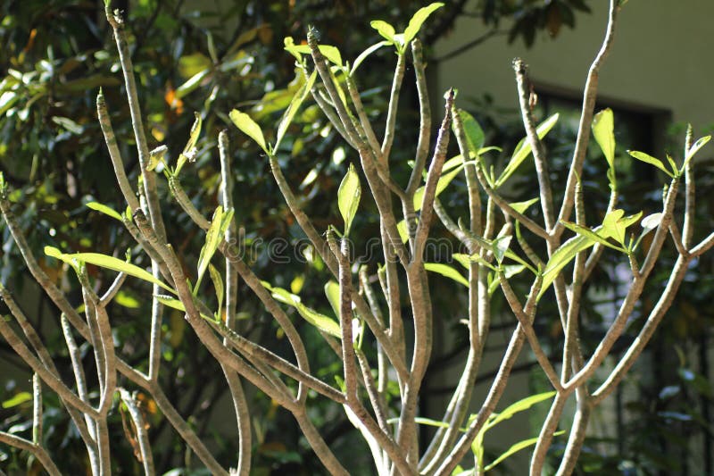 Young Tree Branches with Budding Leaves Illuminated by Sunlight in a ...