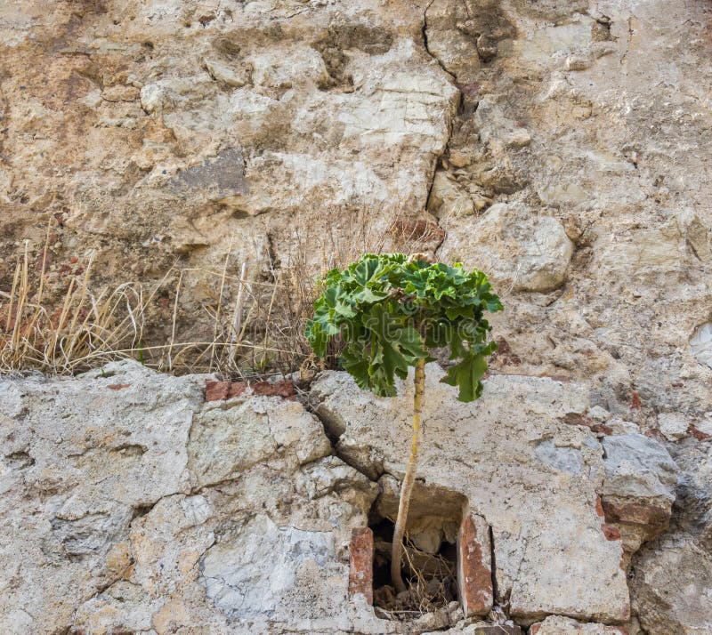 A Young Tree Broke through an Old Concrete Wall Stock Image - Image of ...