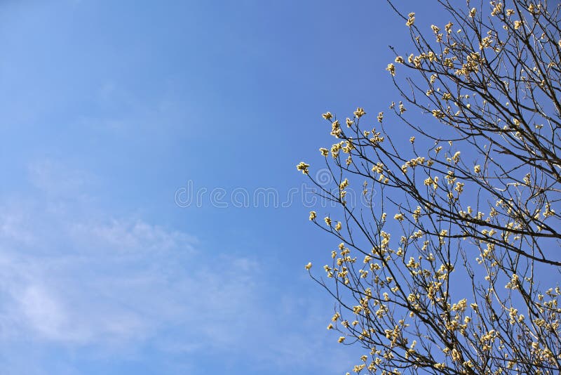 Young Tree Buds Growing in Spring Against Clear Blue Sky Stock Image ...