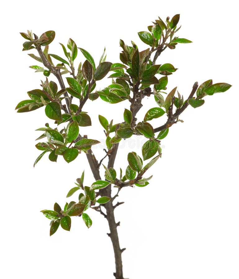 Young tree , ecology. stock image. Image of flourish, grow - 9988377