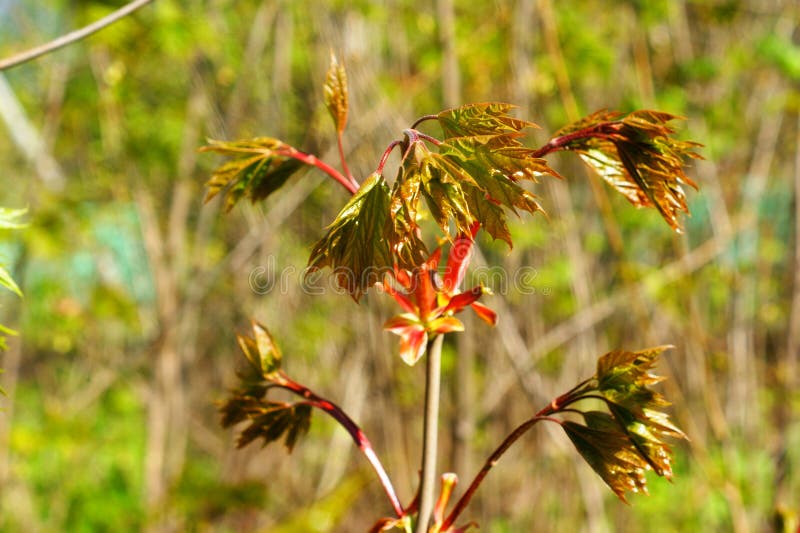 Young Tree in the Forest in the Spring with Sunshine Stock Photo ...
