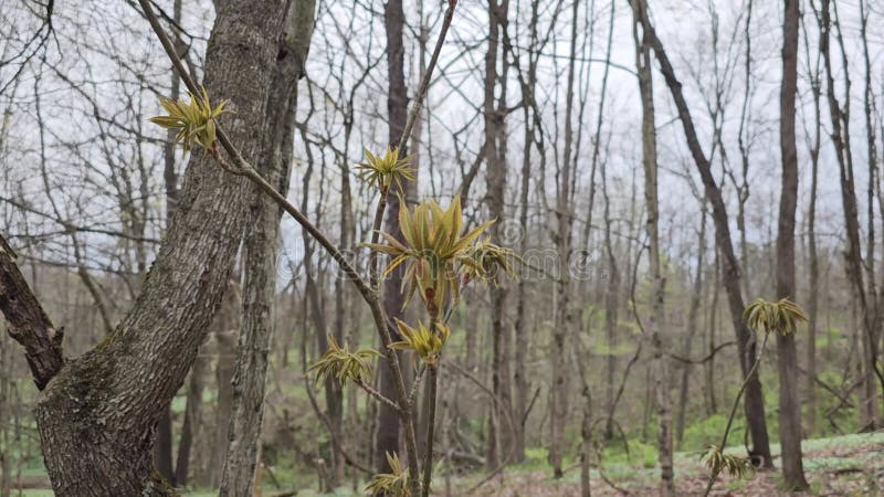 Sapling Blowing in the Wind Loop Animation. Animated Tree Swaying in ...
