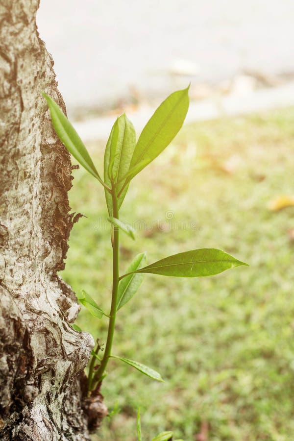 Young tree in garden. stock photo. Image of lawn, green - 93313636