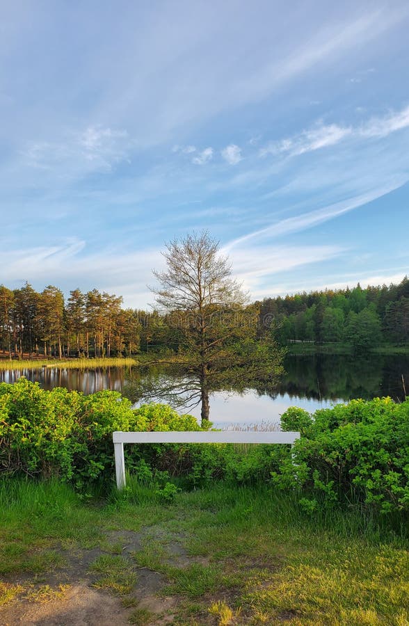 Young Tree, Green Bushes, Lake and Far Forest Stock Image - Image of ...