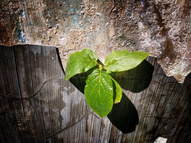 Young Tree Growing through Cracked Wall Stock Photo - Image of autumn ...