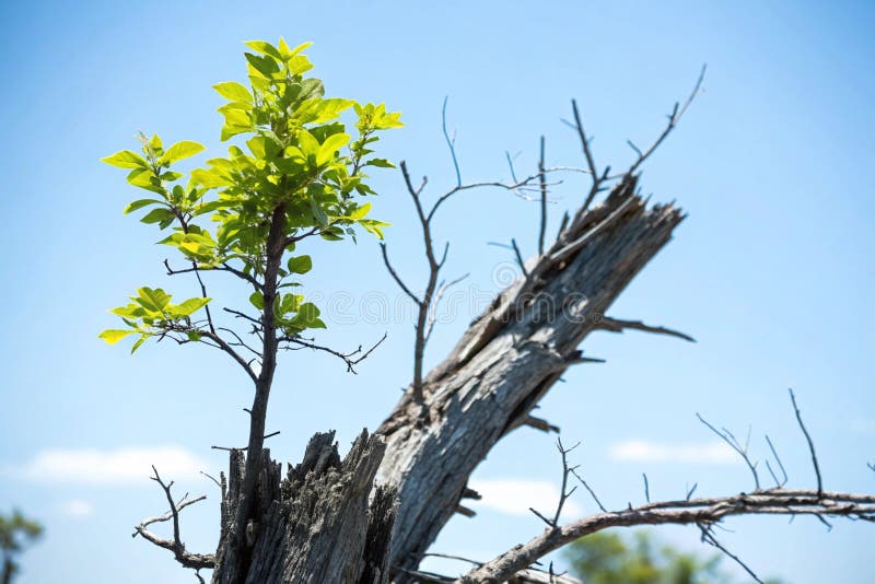 Young Tree Growing on Dead Tree Stock Illustration - Illustration of ...