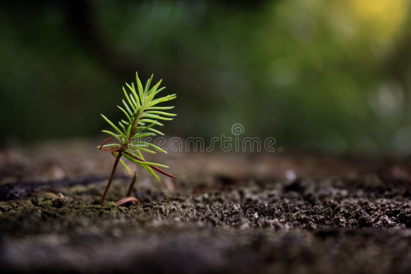 Young Tree Growing in Forest Stock Image - Image of environmental ...