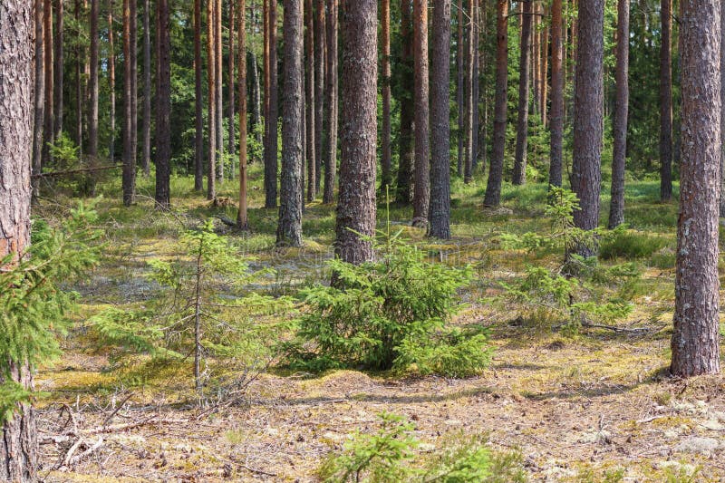 .a Young Tree Growing in the Forest among Other Trees, but One Large ...