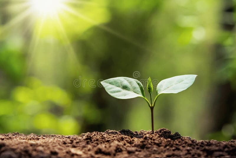 Young Tree Growing in Garden with Sunrise. Eco Concept Stock Photo ...