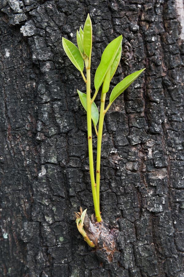 Tree Growing on the Old Timber Stock Image - Image of garden, forest ...