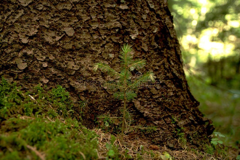 Young Tree Growing at the Root of Tree. Stock Image - Image of forest ...