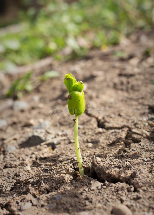 Young Tree Growing from Seed. Stock Image - Image of vitality, root ...